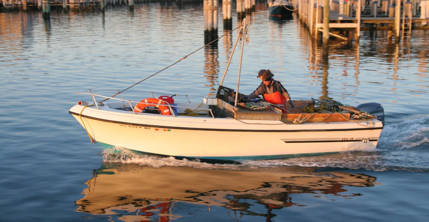 Nantucket Bay Scallops Direct Shipped From Nantucket Seafoods
