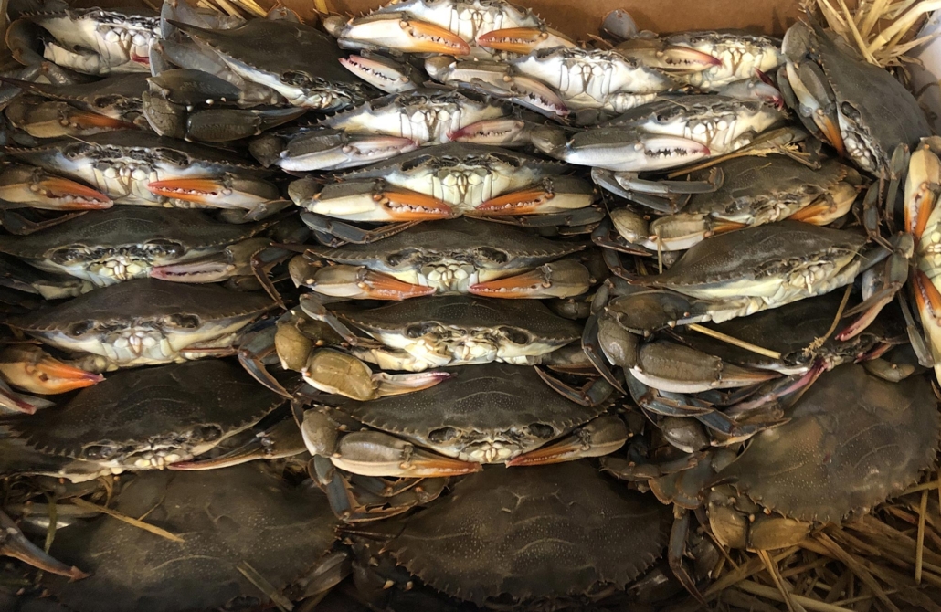 Slideshow of Nantucket Fish, Shellfish From Nantucket Seafoods